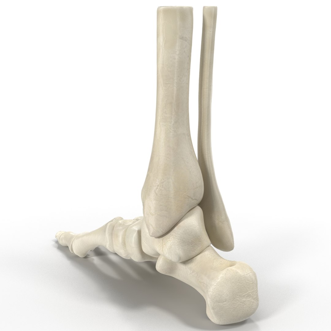 max human skeleton foot