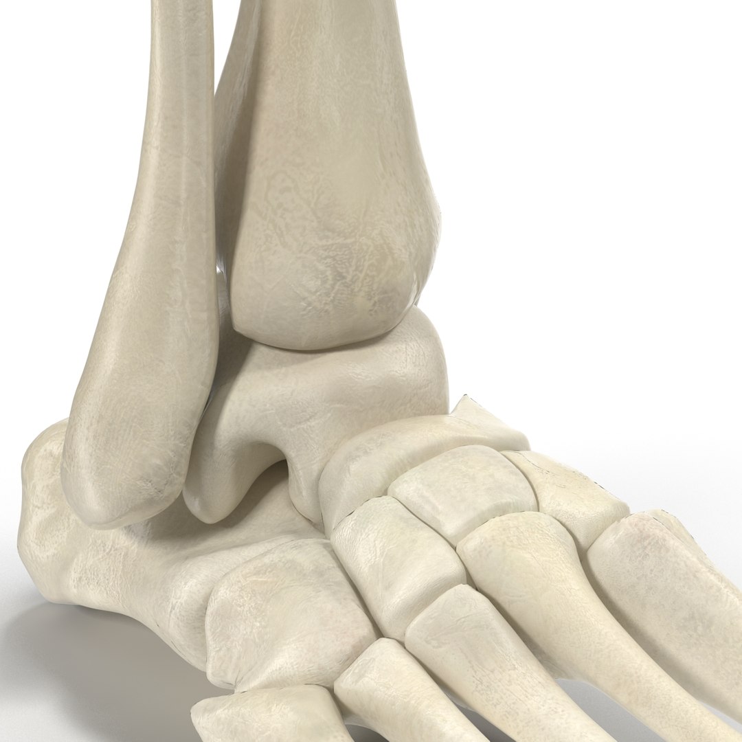 max human skeleton foot