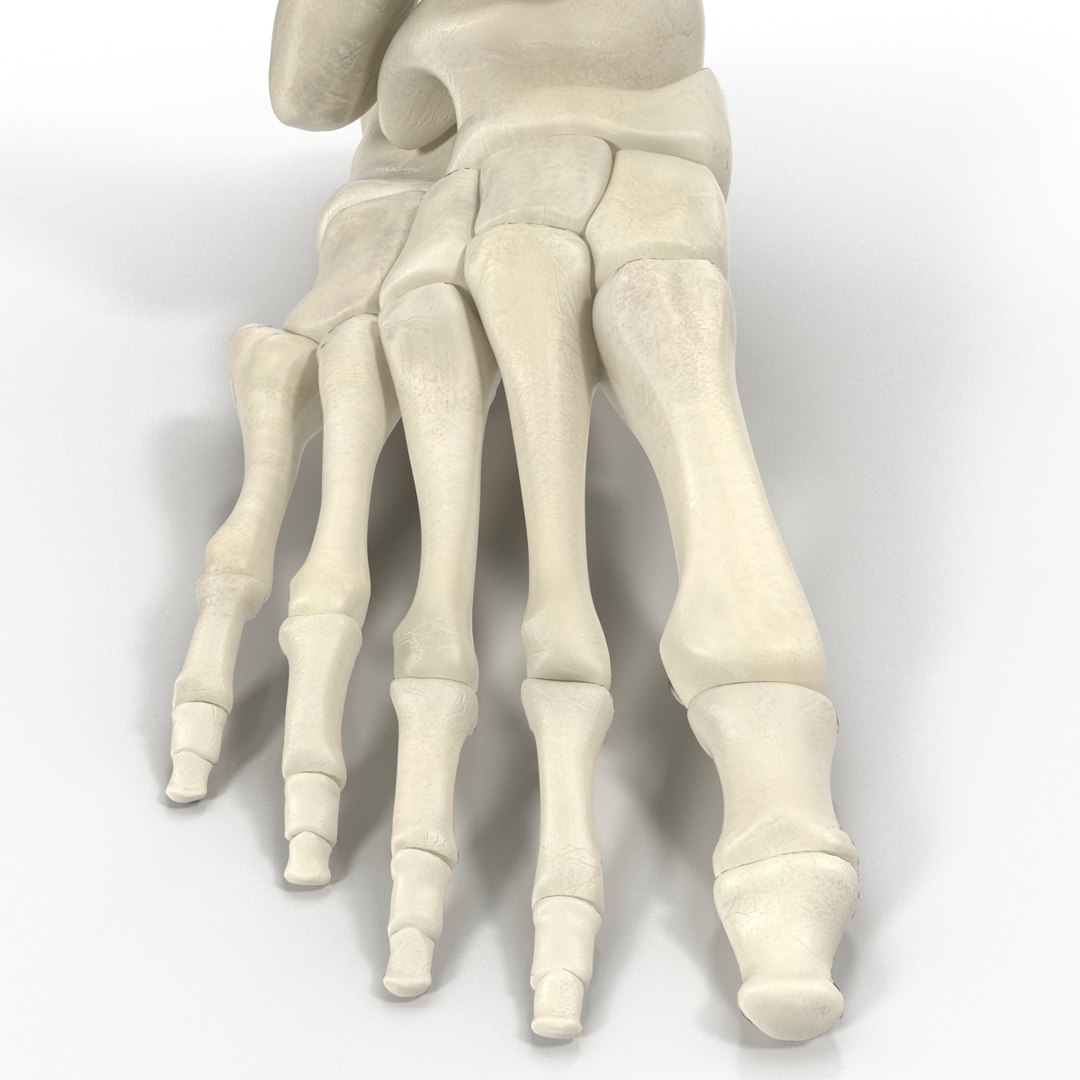 max human skeleton foot