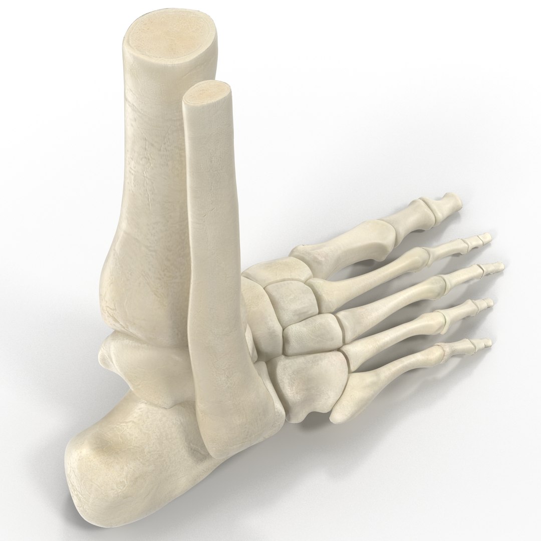 Max Human Skeleton Foot