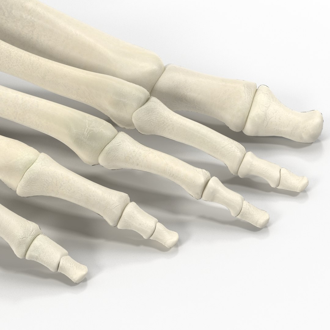 max human skeleton foot