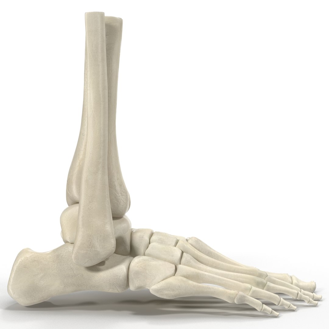 Max Human Skeleton Foot