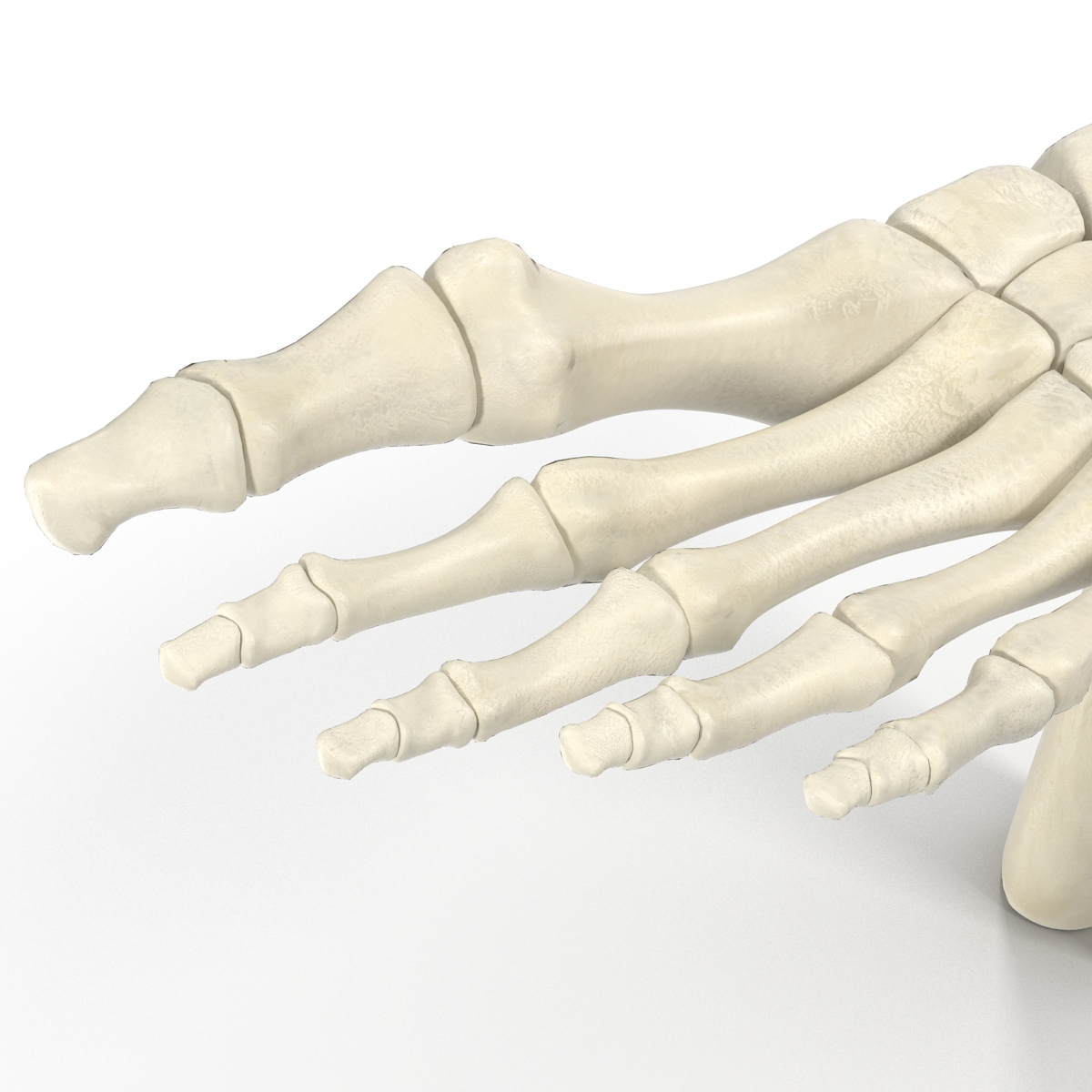 max human skeleton foot