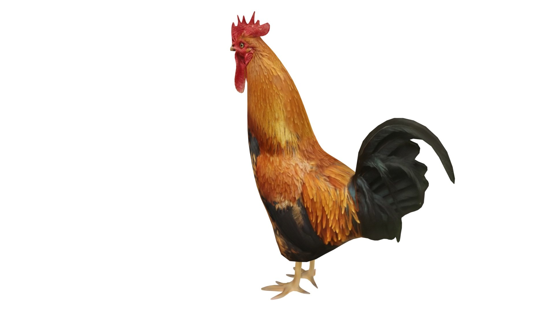 Rooster Realistic 3D Model - TurboSquid 1659014