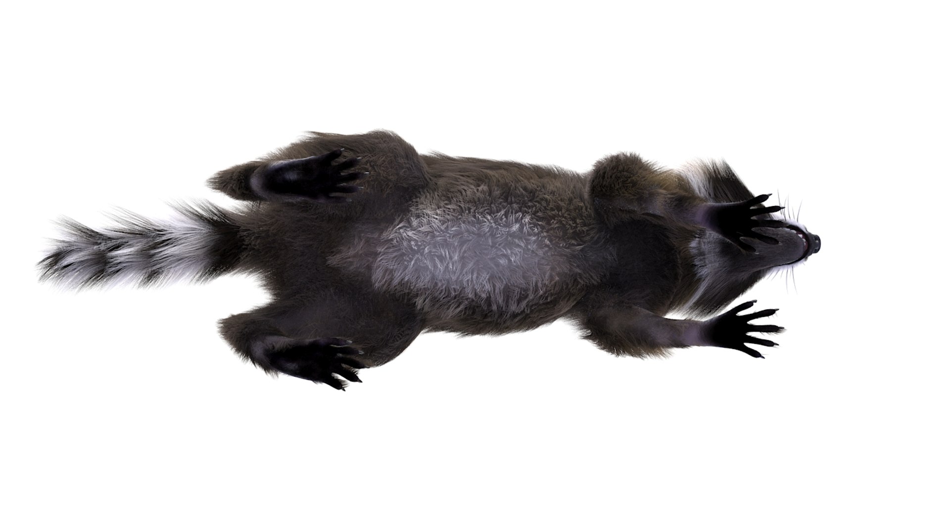 3d Model Raccoon Ornatrix Fur