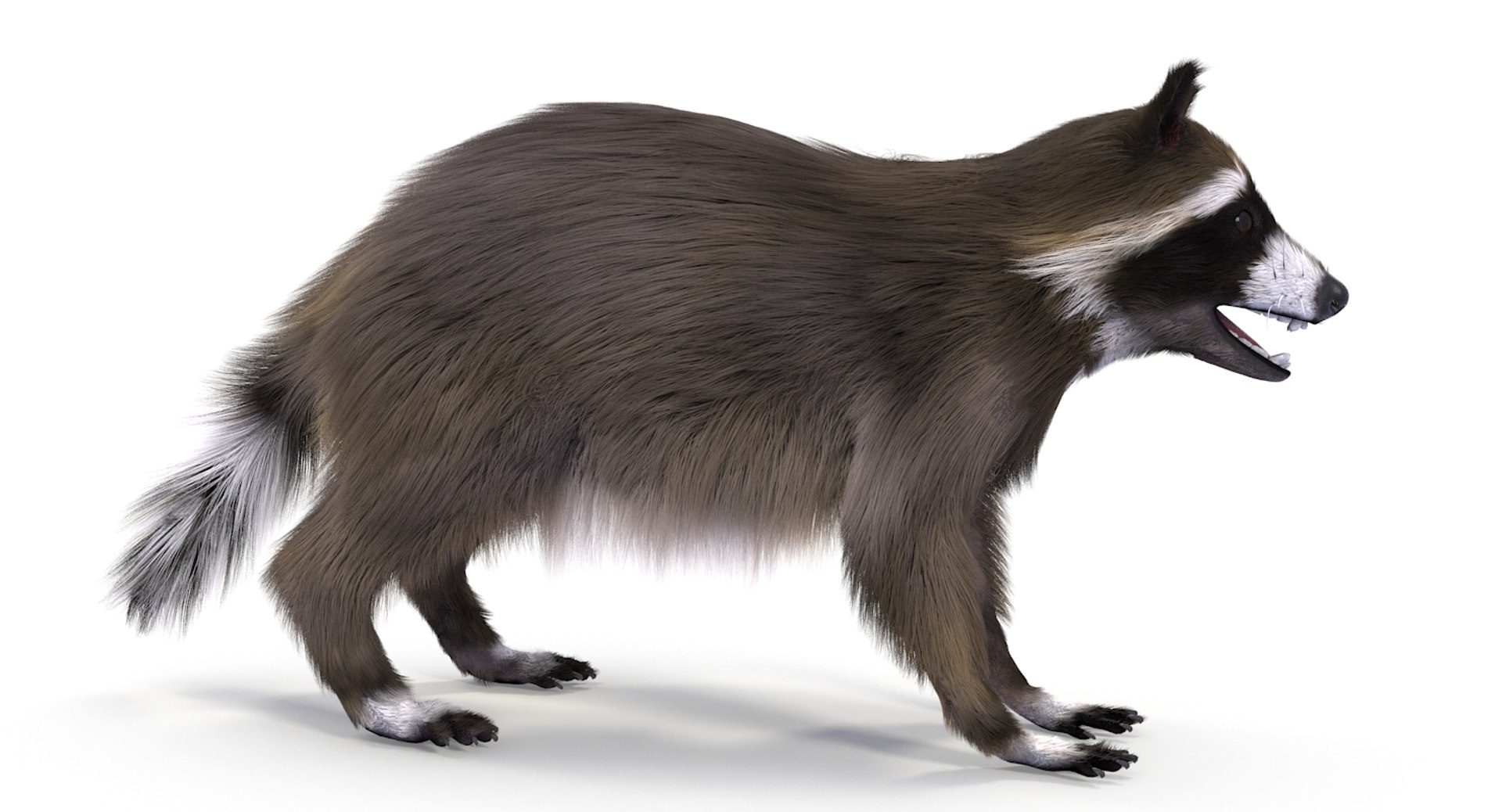 3d Model Raccoon Ornatrix Fur