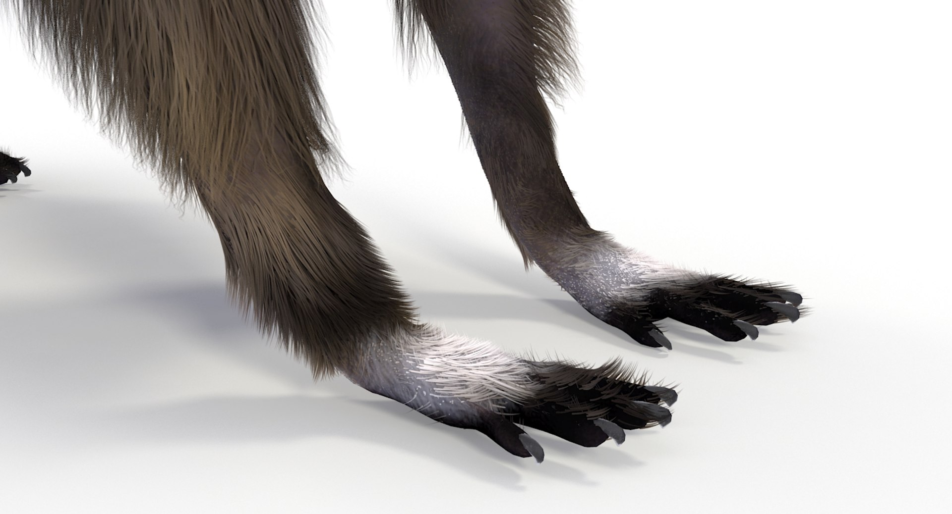 3d Model Raccoon Ornatrix Fur
