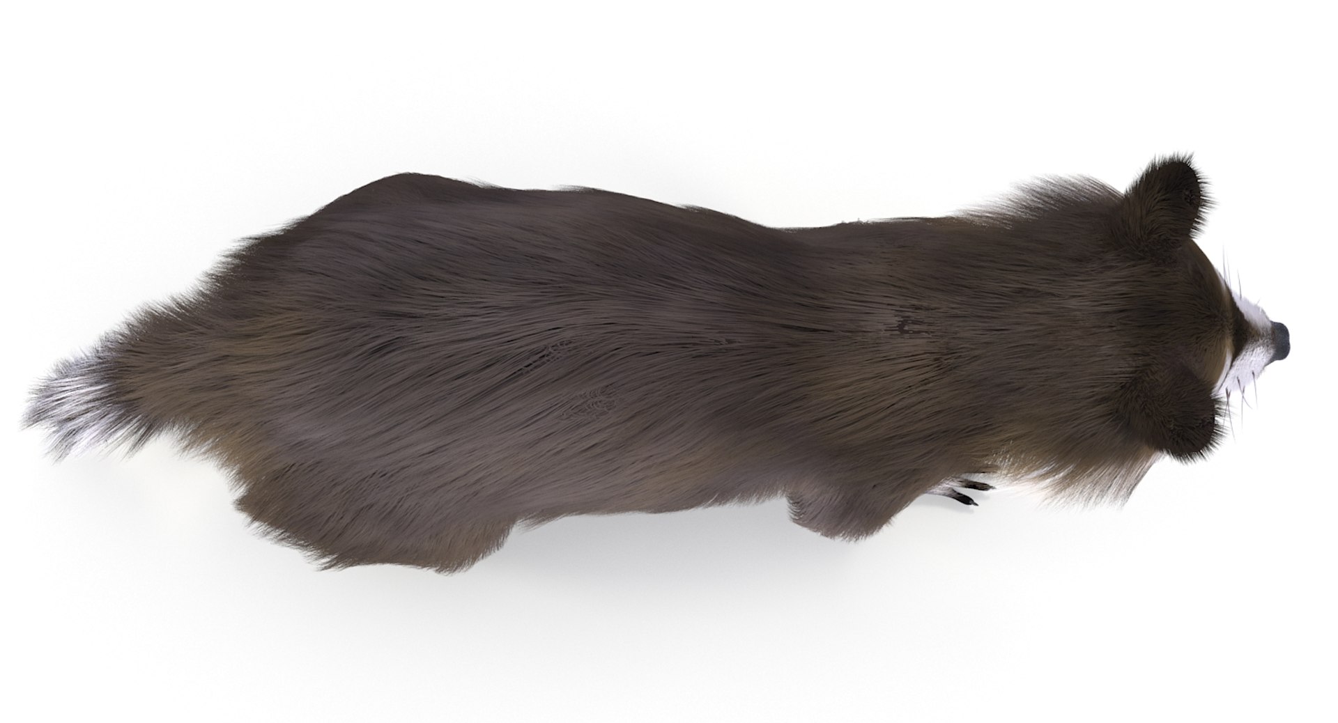 3d Model Raccoon Ornatrix Fur