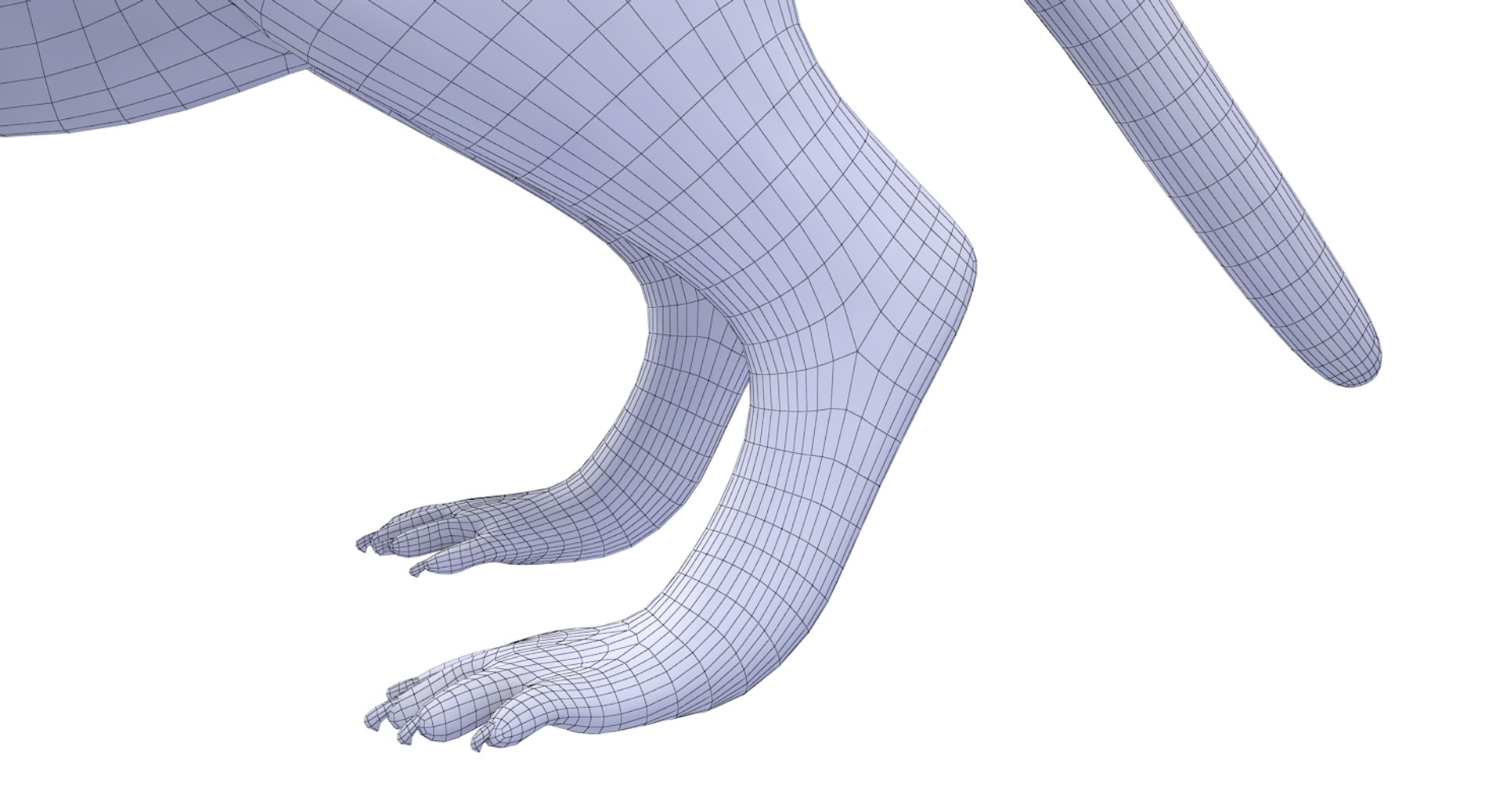3d Model Raccoon Ornatrix Fur