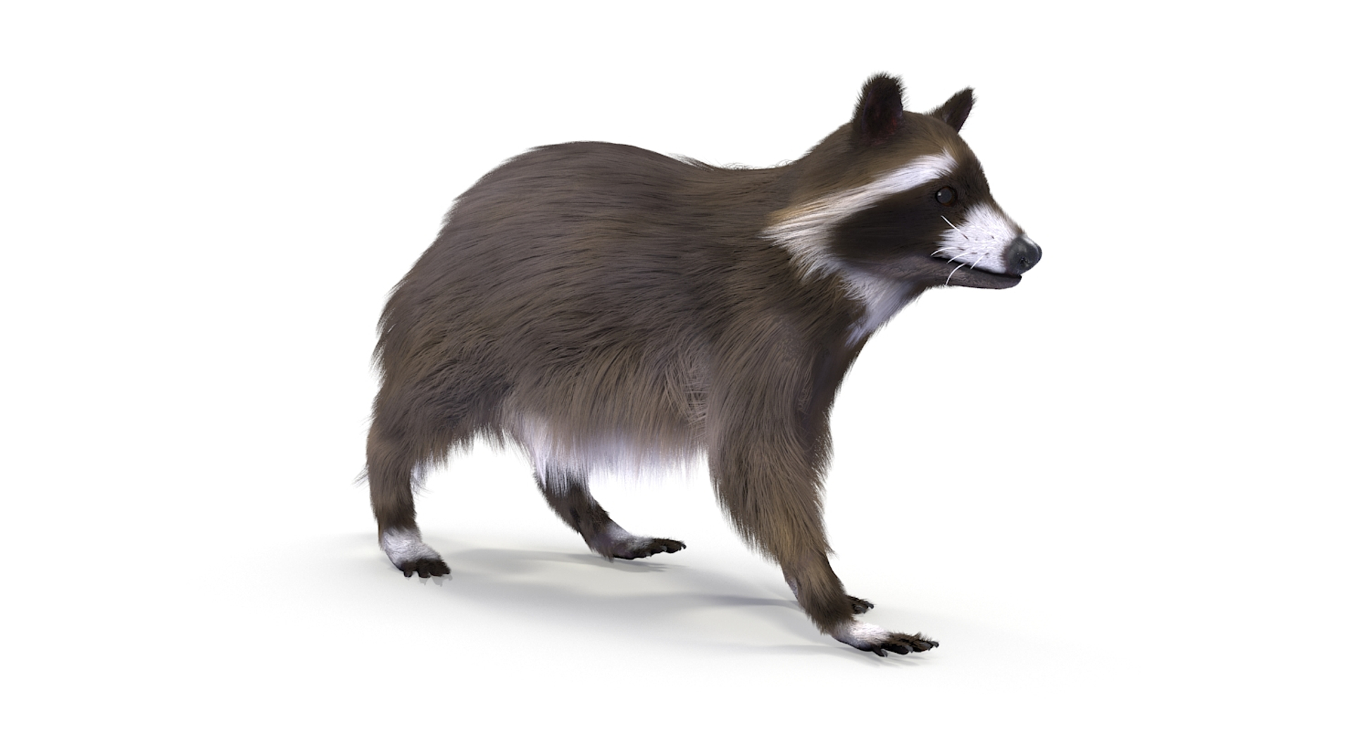 3d Model Raccoon Ornatrix Fur