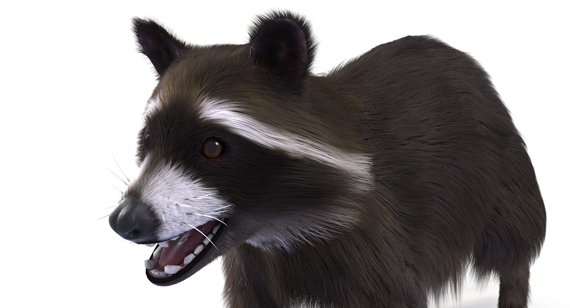 3d Model Raccoon Ornatrix Fur