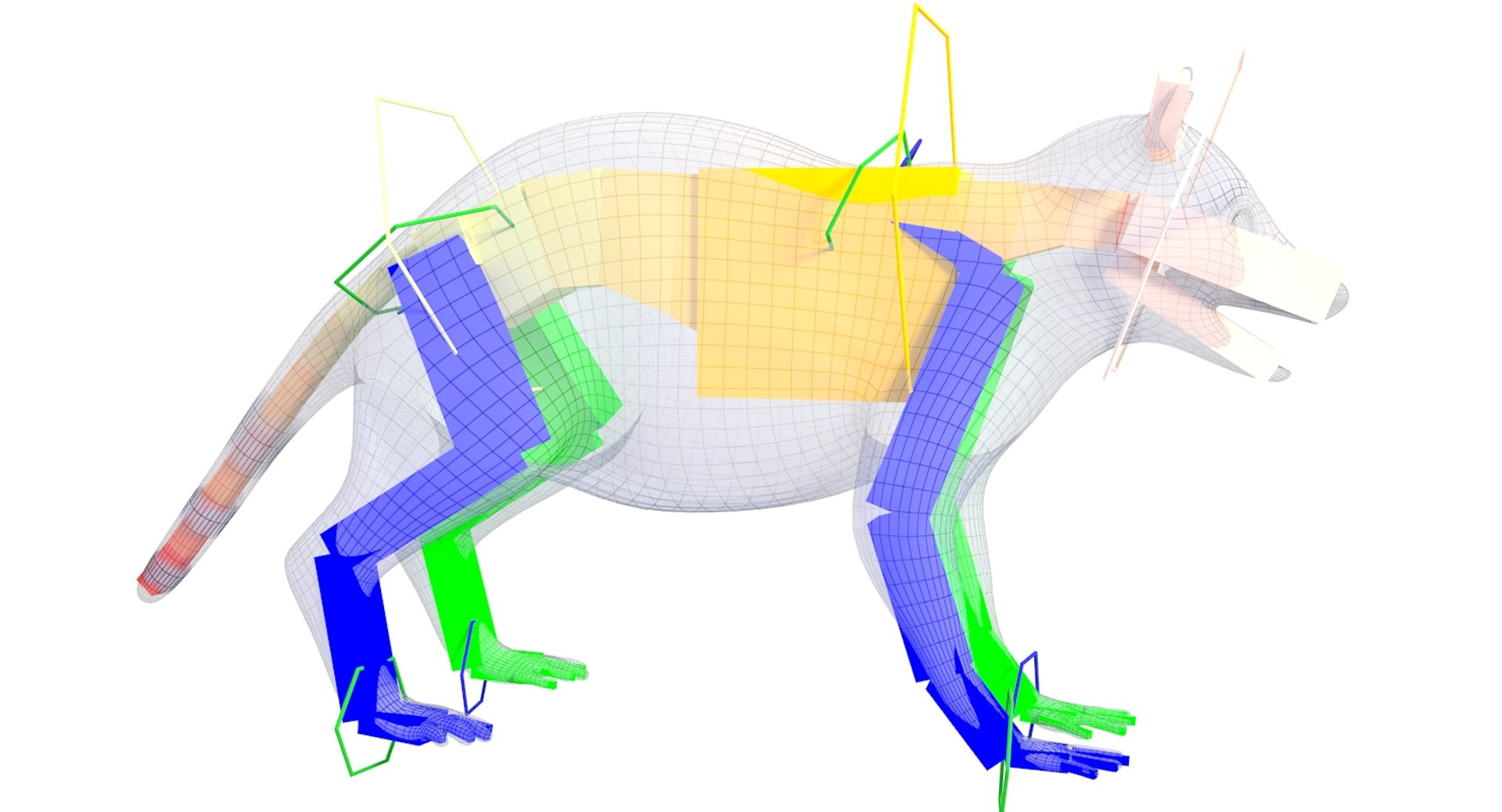 3d Model Raccoon Ornatrix Fur