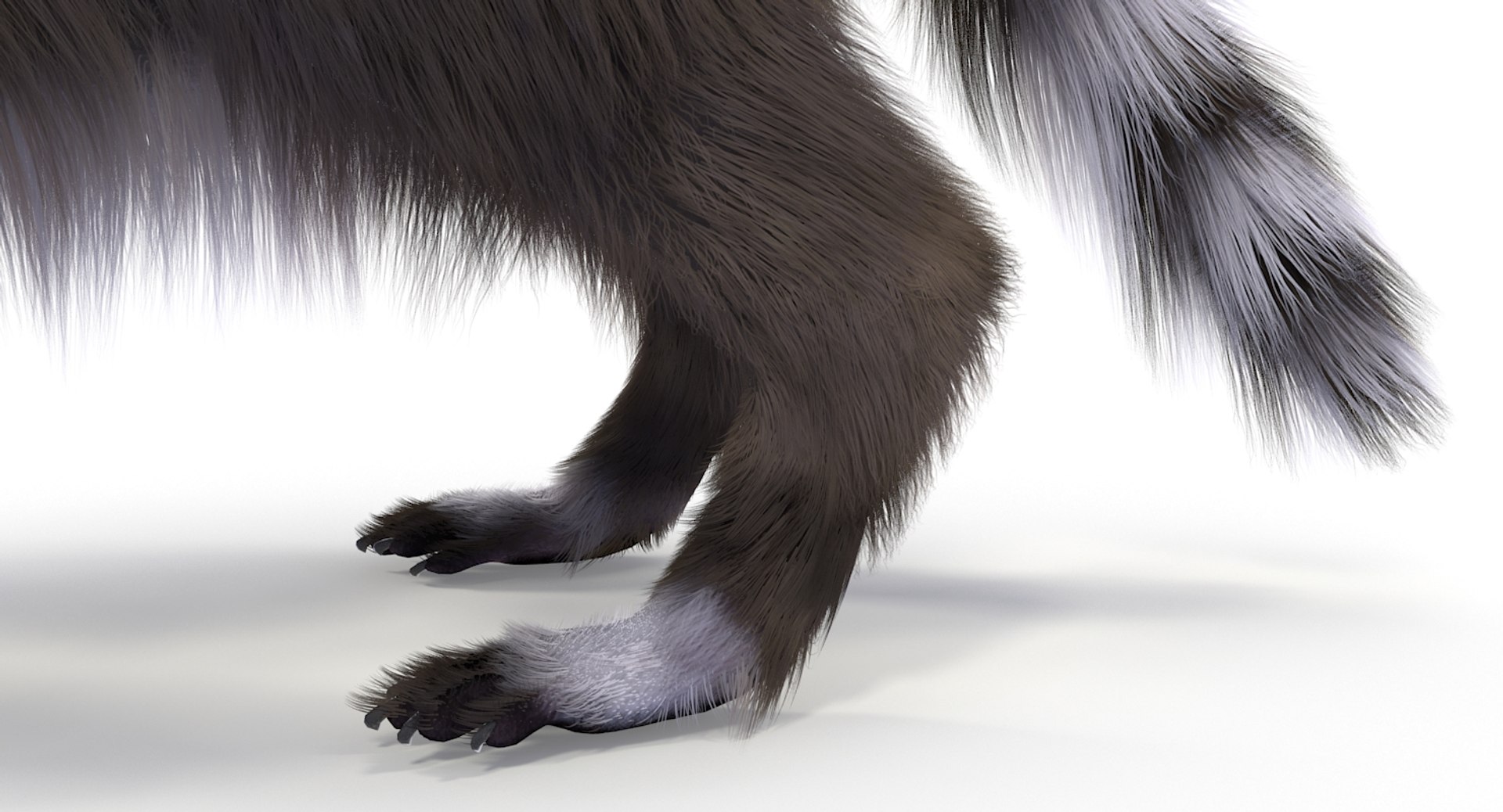 3d Model Raccoon Ornatrix Fur