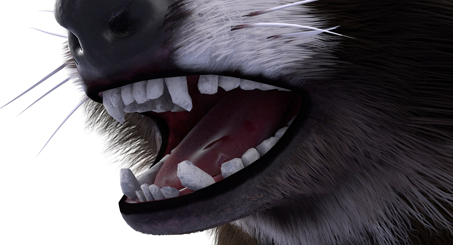 3d Model Raccoon Ornatrix Fur
