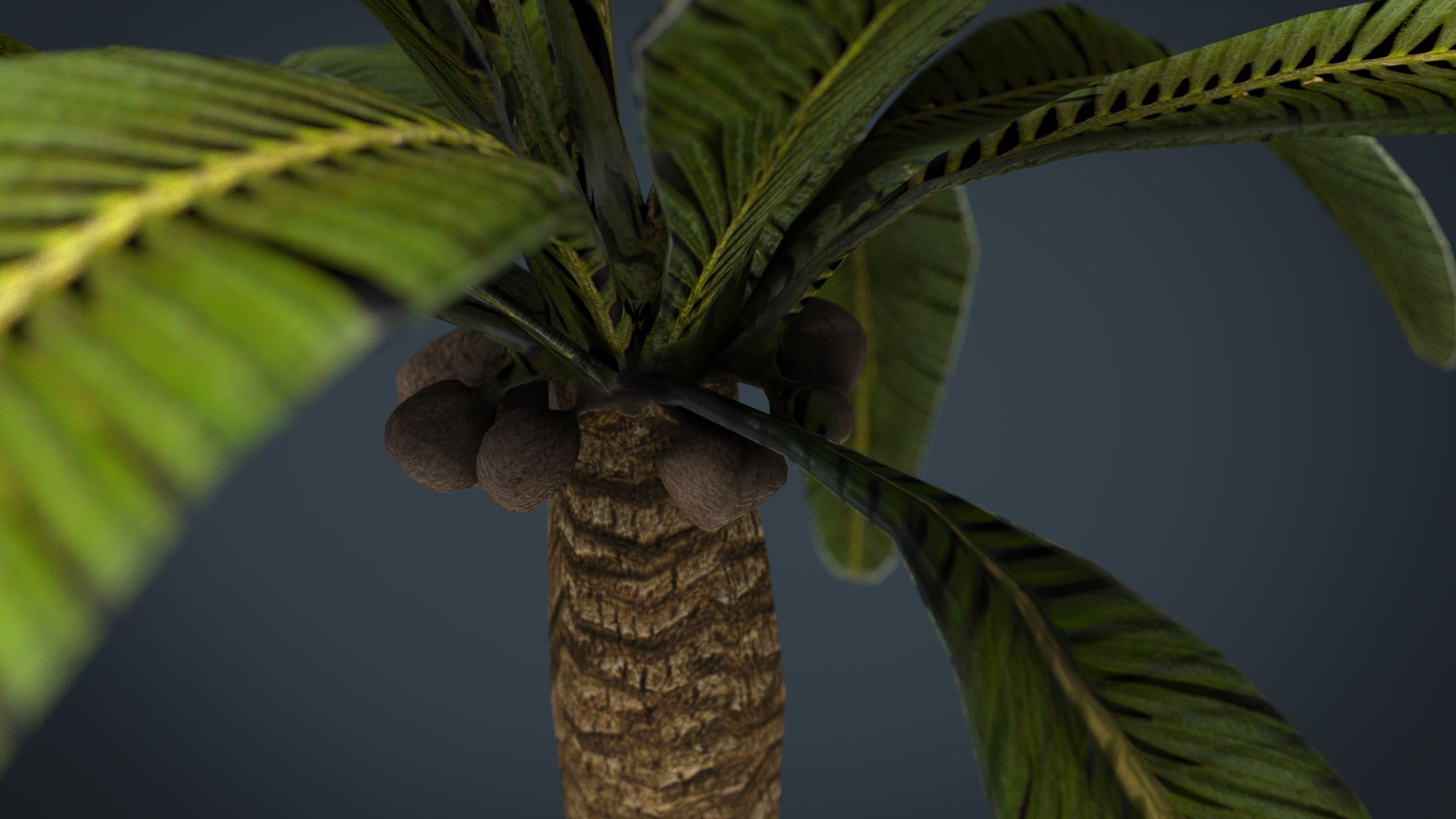 Palm Tree Model - TurboSquid 1182239