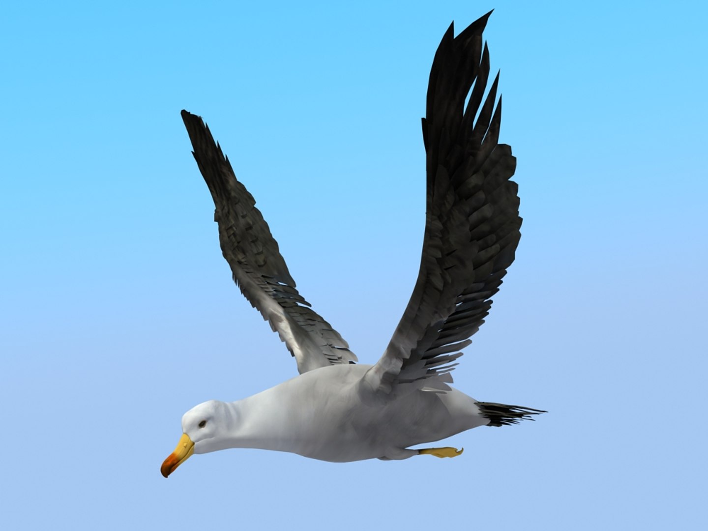Rigged Seagull Loop Animation 3d Model