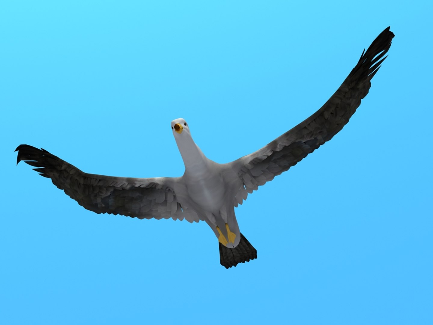 Rigged Seagull Loop Animation 3d Model