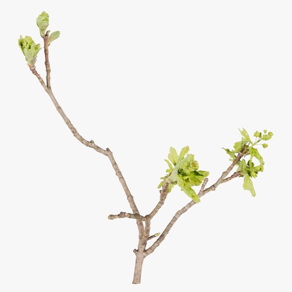 modelo 3d Grosellero alpino Ribes alpinum Grossulariaceae Brote ...