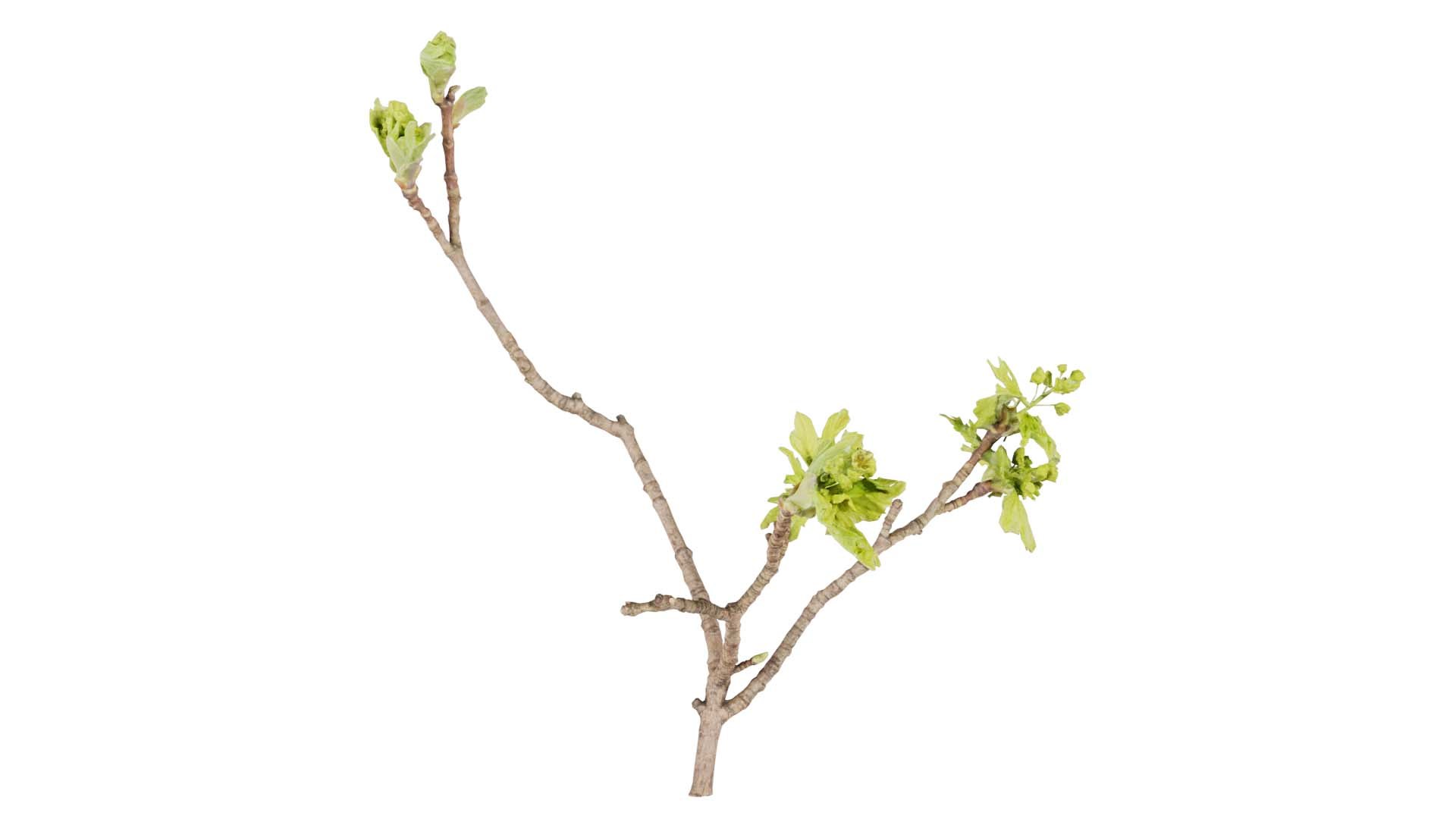 3D Ribes Alpinum Alpine Currant Grossulariaceae Sprout Remastered Model ...