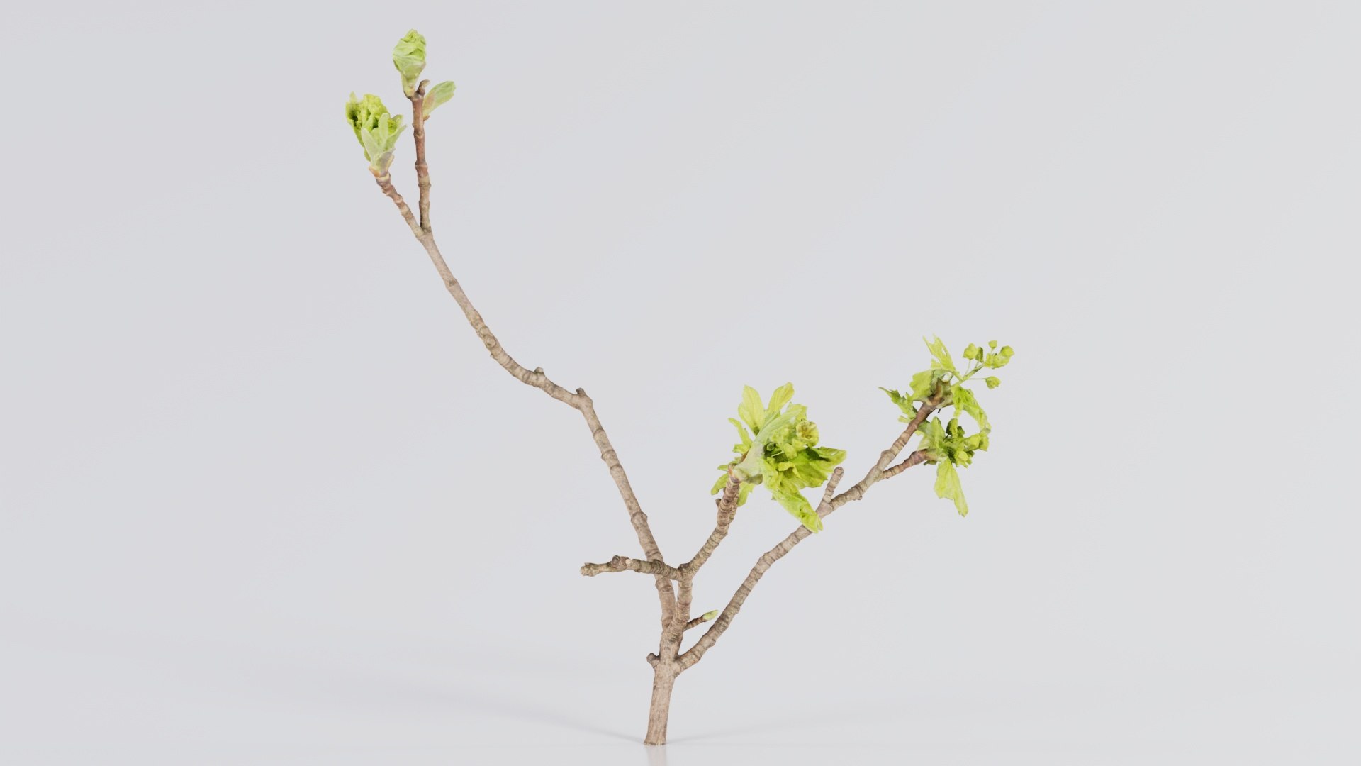 3D Ribes Alpinum Alpine Currant Grossulariaceae Sprout Remastered Model ...