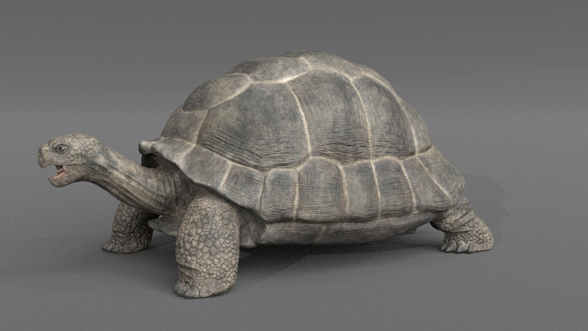 3D giant tortoise - TurboSquid 1645789