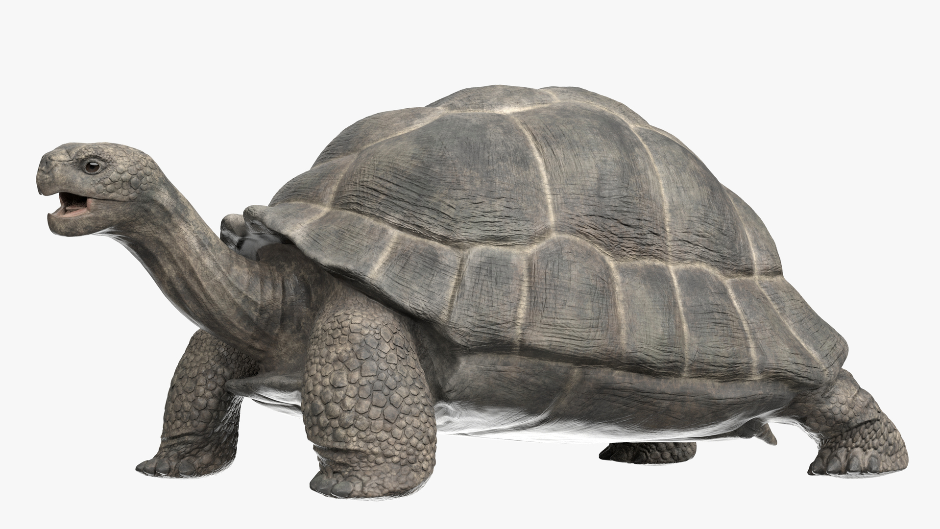 3D giant tortoise - TurboSquid 1645789