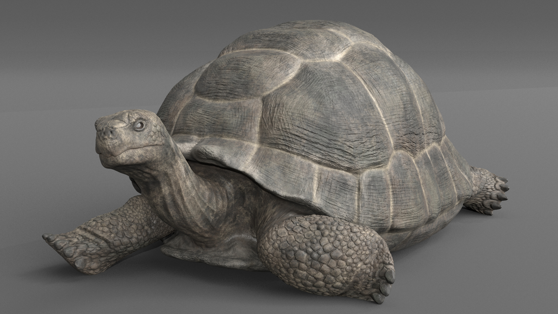 3D giant tortoise - TurboSquid 1645789