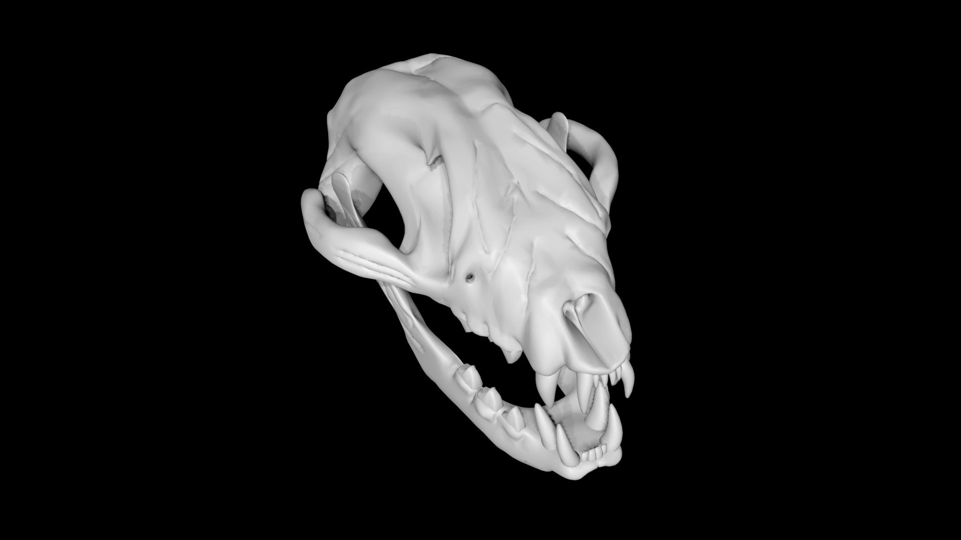 Raccoon Skull 3D Model - TurboSquid 1889564