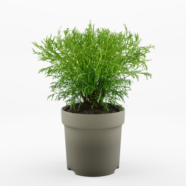 Arborvitae 3D Models for Download | TurboSquid