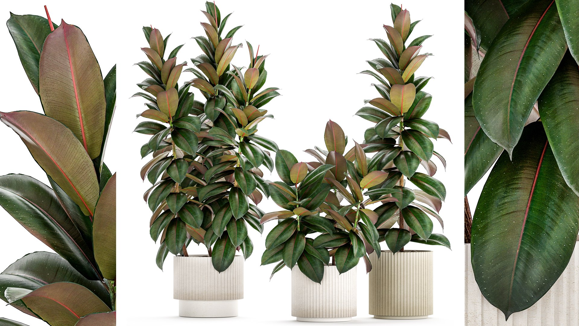 Ficus Tree Small Set White Modern Pot 1462 3D model - TurboSquid 2160693