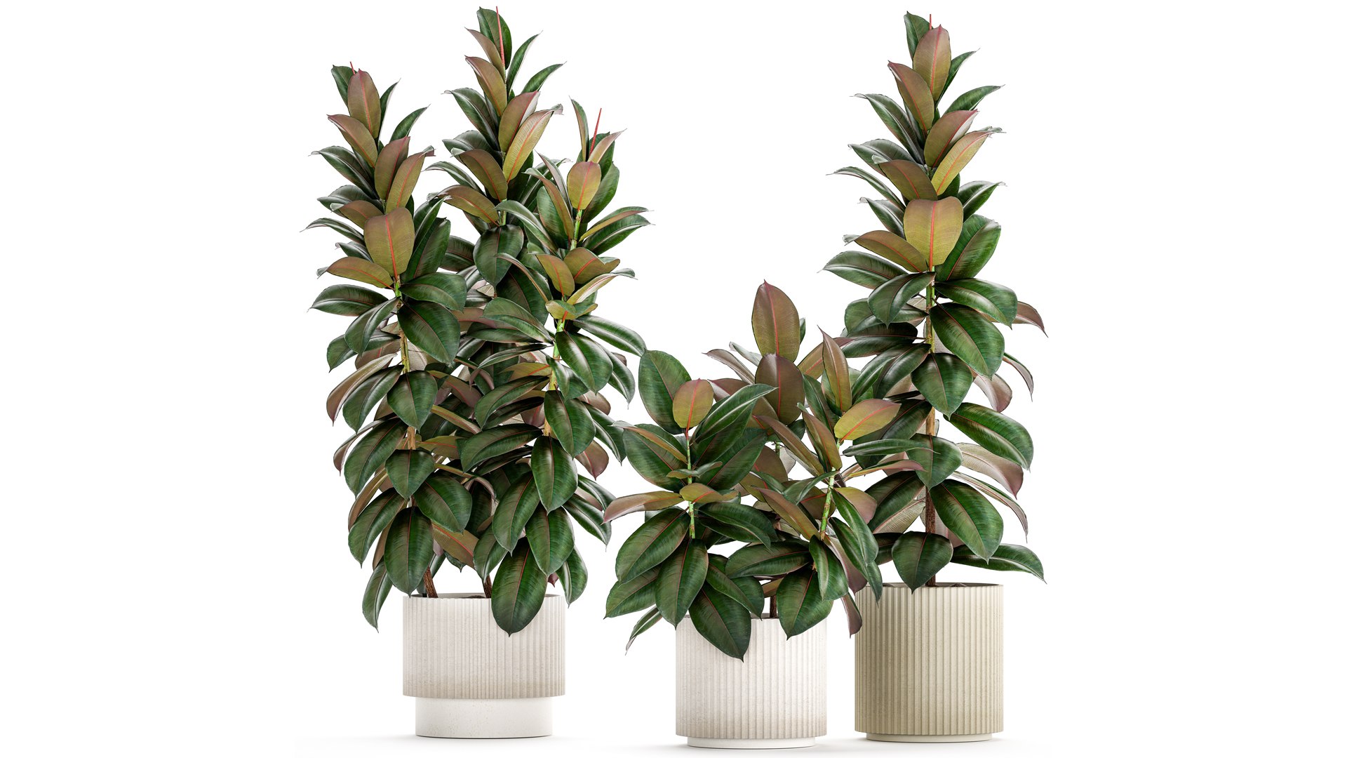 Ficus Tree Small Set White Modern Pot 1462 3D model - TurboSquid 2160693