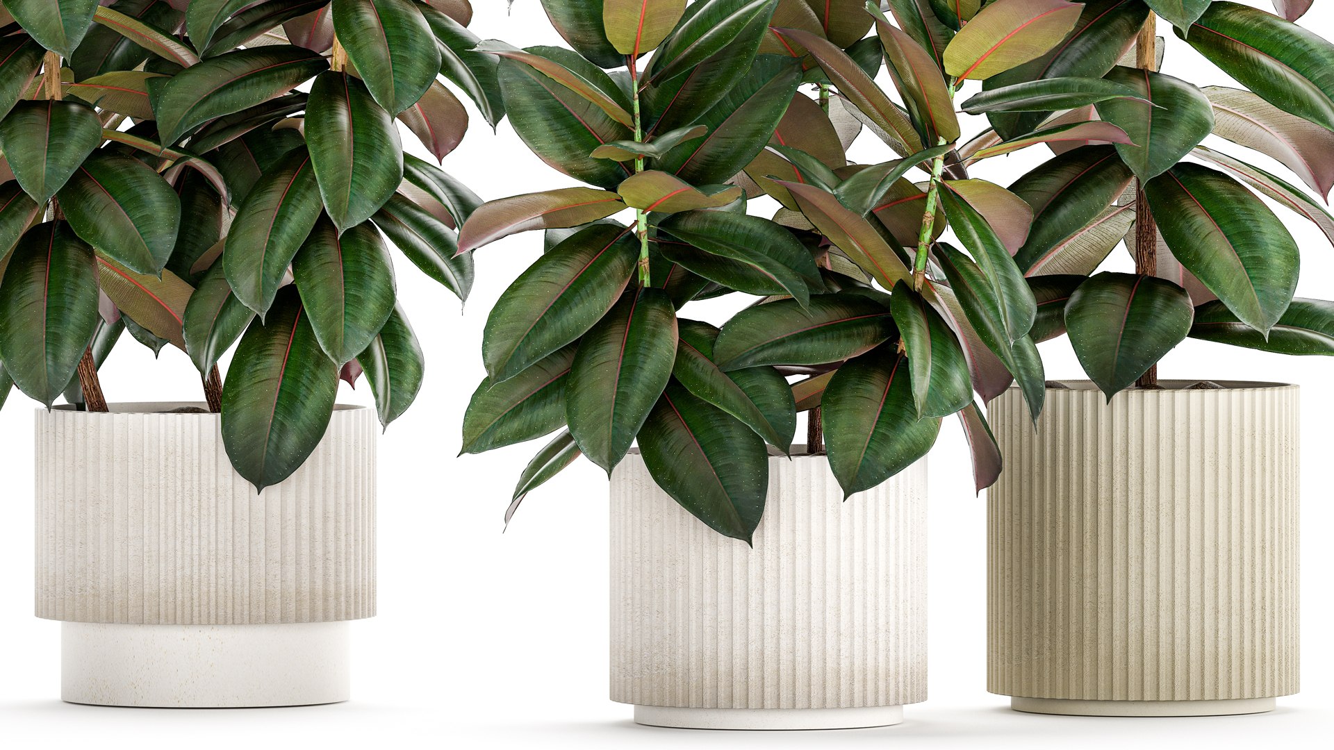 Ficus Tree Small Set White Modern Pot 1462 3D model - TurboSquid 2160693