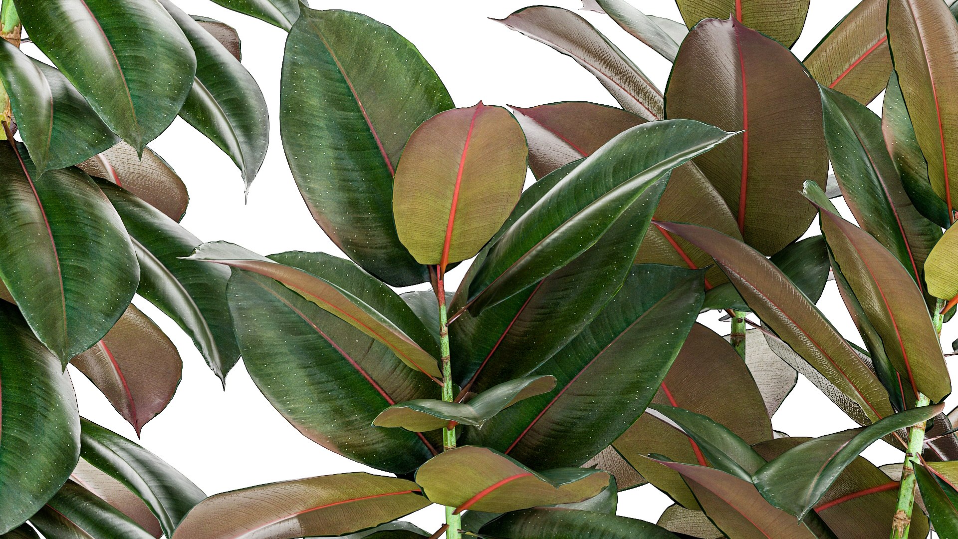 Ficus Tree Small Set White Modern Pot 1462 3D model - TurboSquid 2160693