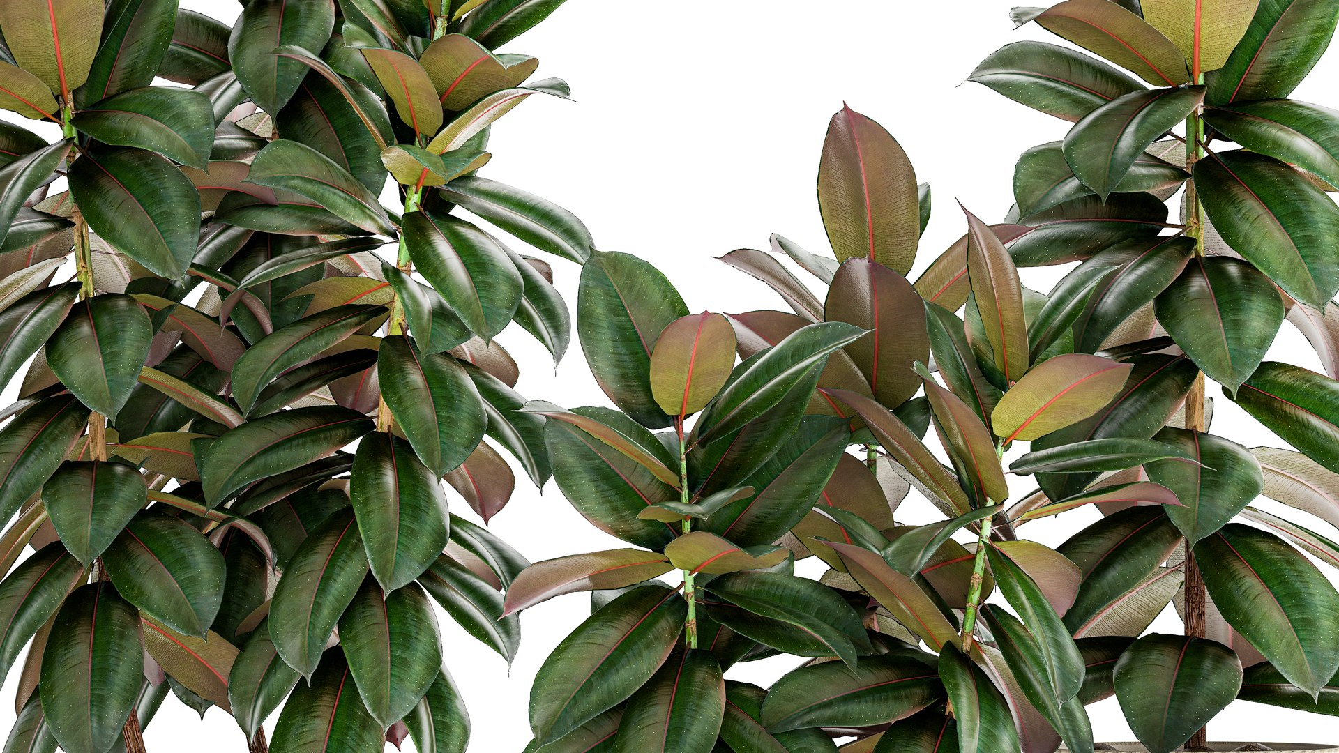 Ficus Tree Small Set White Modern Pot 1462 3D model - TurboSquid 2160693