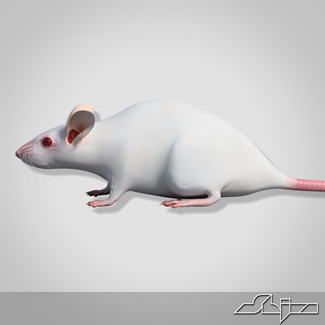 Little White Mouse 3d Model