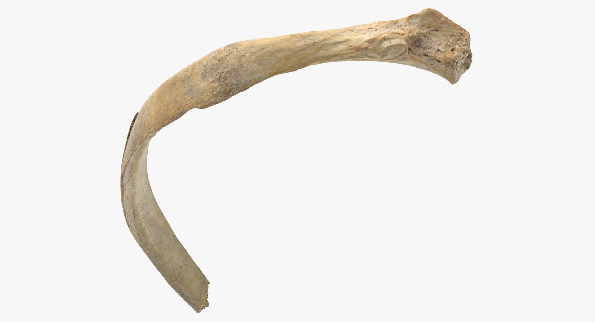 Costae fluctuantes floating rib 3D model - TurboSquid 1580157