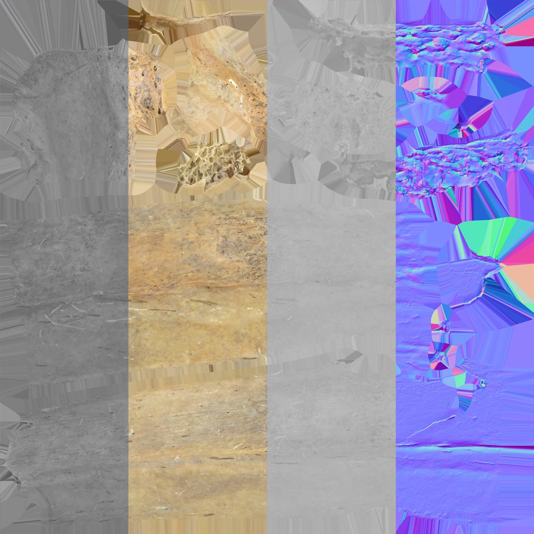 Costae fluctuantes floating rib 3D model - TurboSquid 1580157