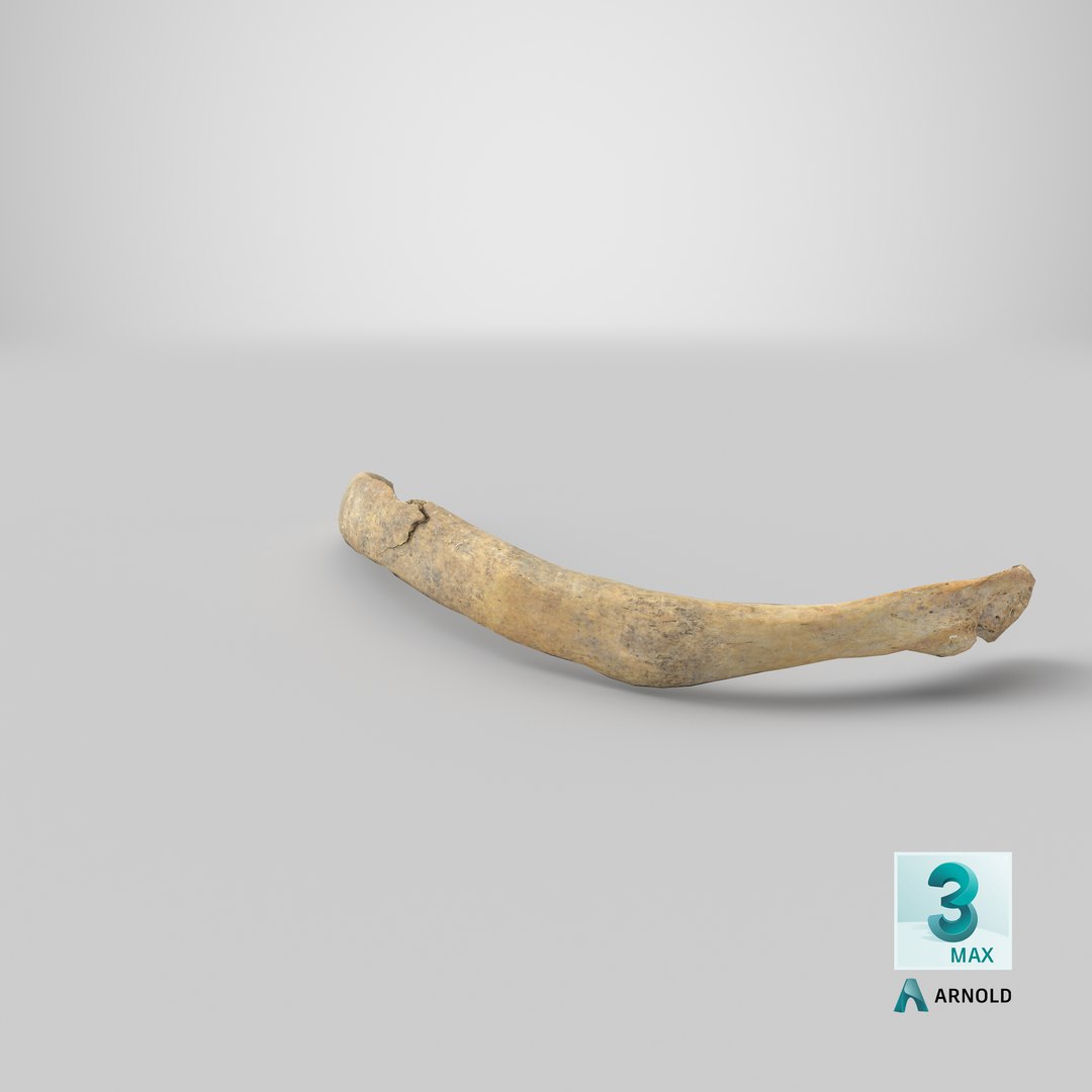 Costae fluctuantes floating rib 3D model - TurboSquid 1580157