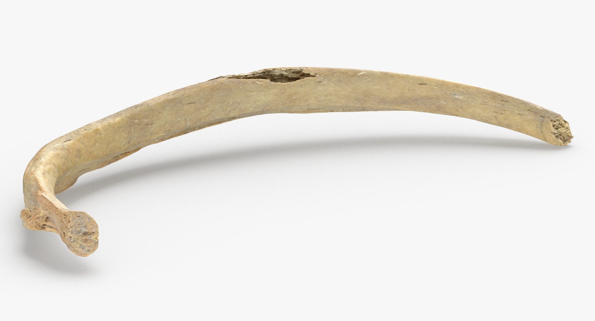 Costae fluctuantes floating rib 3D model - TurboSquid 1580157