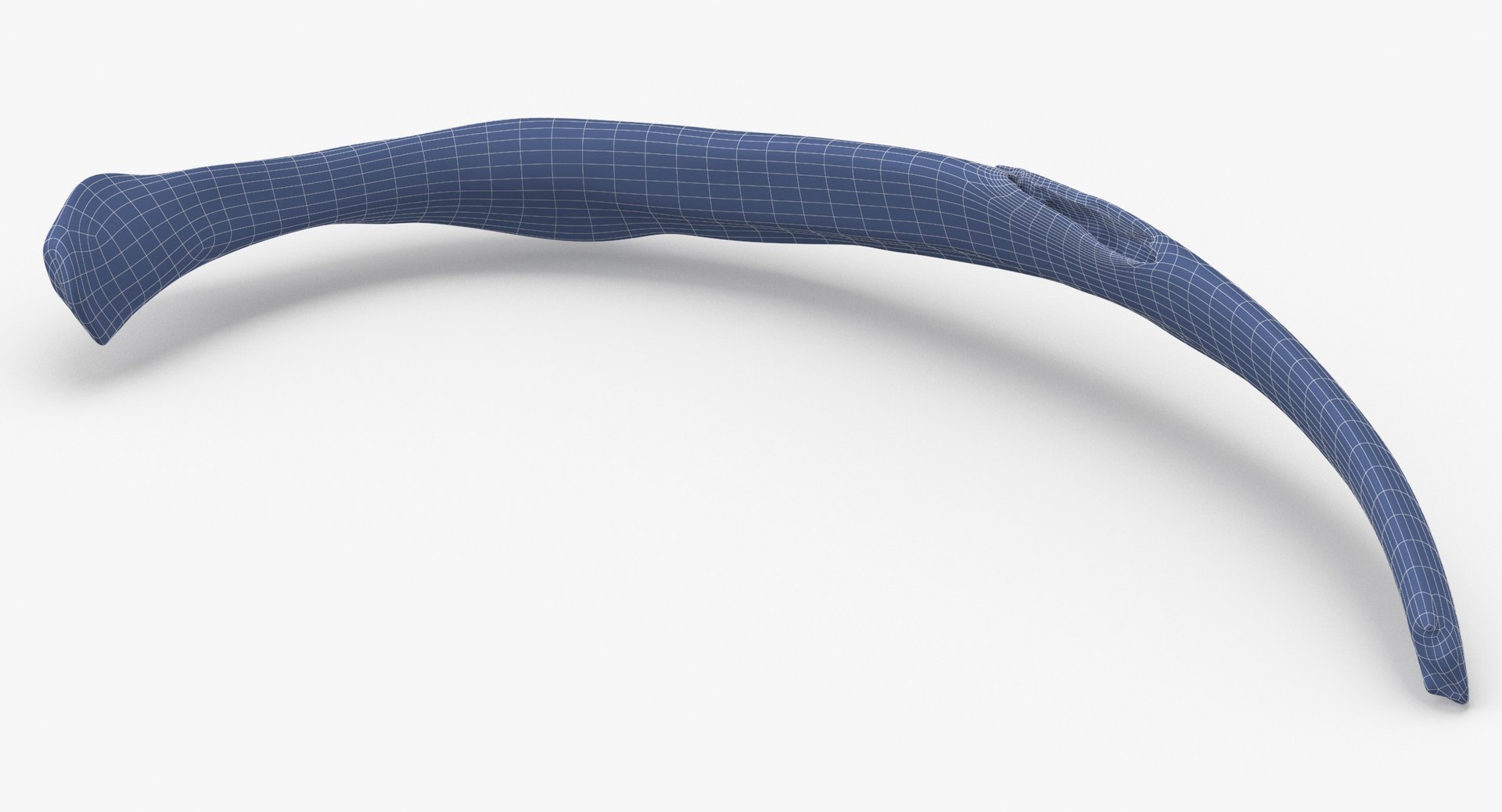 Costae fluctuantes floating rib 3D model - TurboSquid 1580157