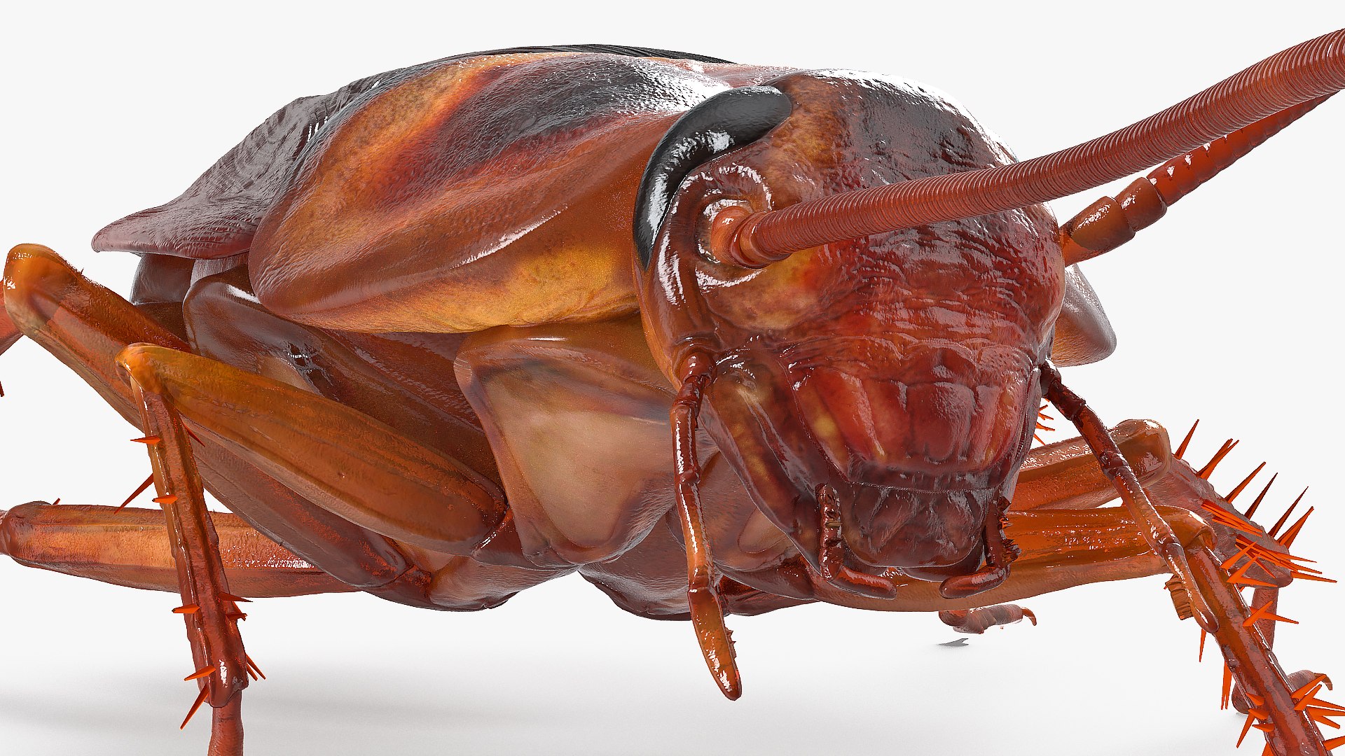 3D Animated Cockroach Creeps Rigged for Cinema 4D - TurboSquid 2102533