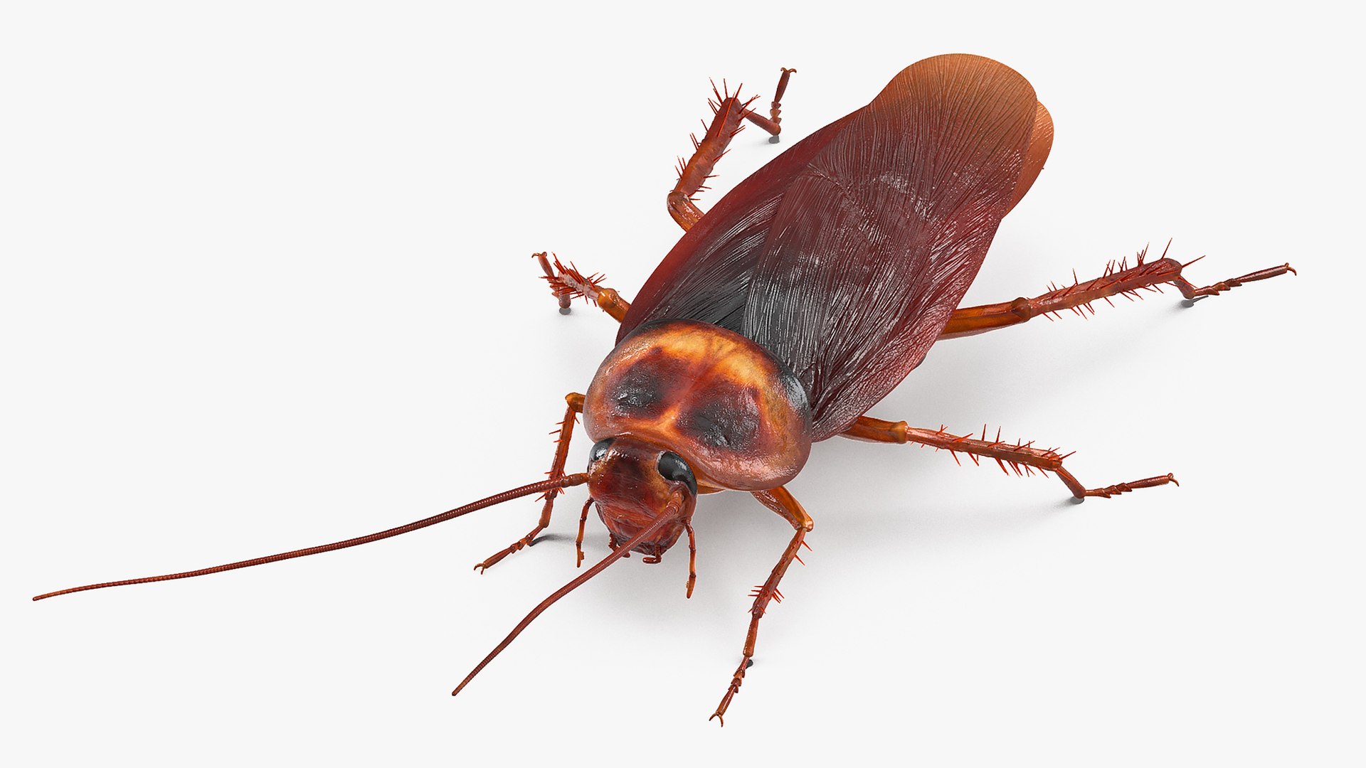 3D Animated Cockroach Creeps Rigged for Cinema 4D - TurboSquid 2102533