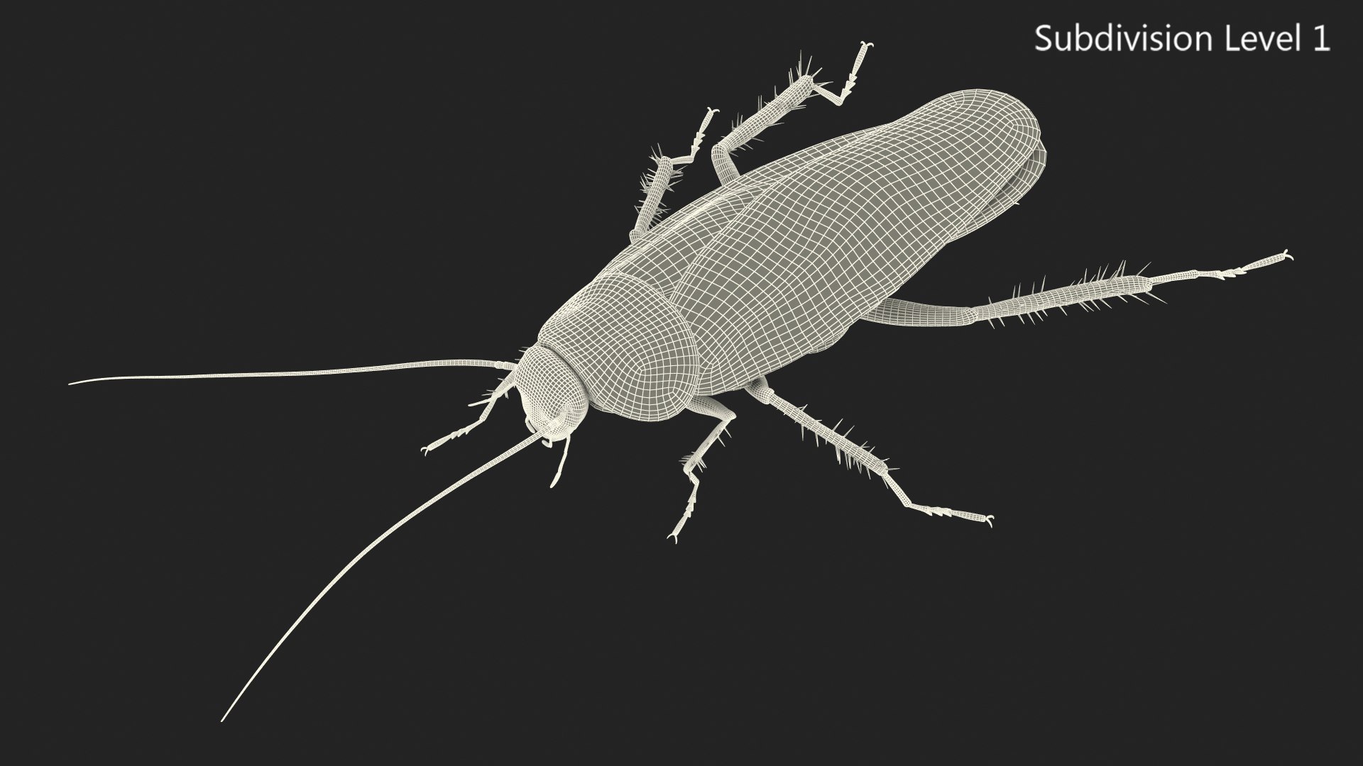 3D Animated Cockroach Creeps Rigged for Cinema 4D - TurboSquid 2102533