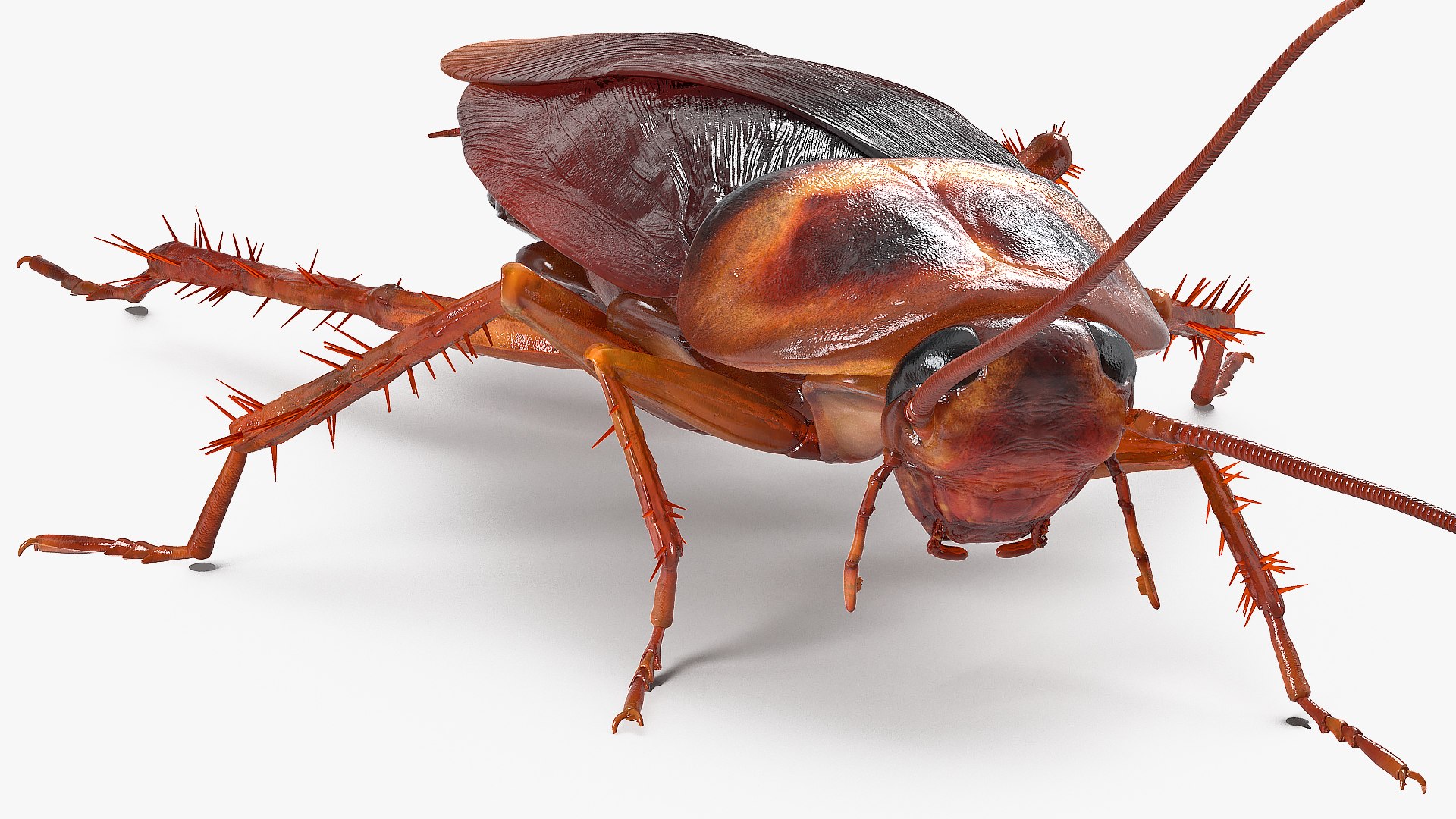 3D Animated Cockroach Creeps Rigged For Cinema 4D - TurboSquid 2102533