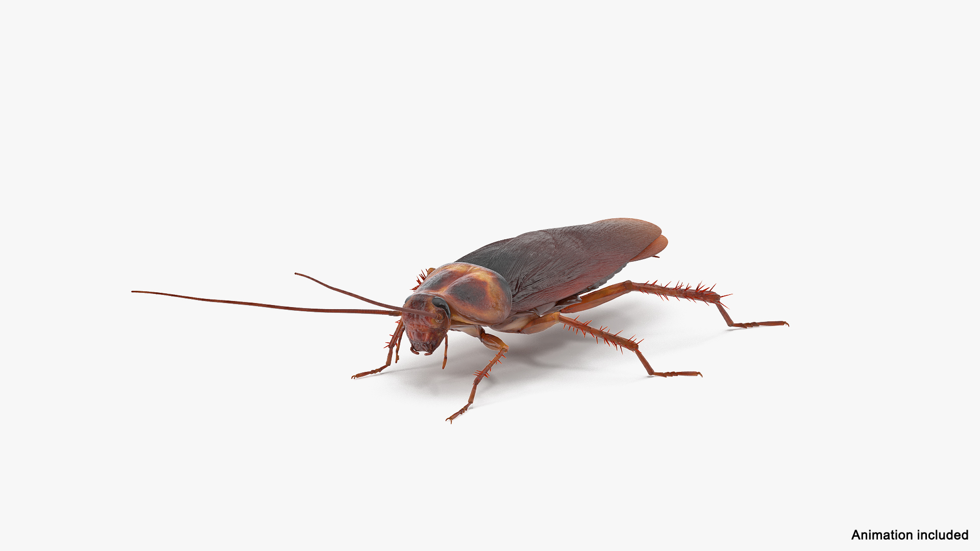 3D Animated Cockroach Creeps Rigged For Cinema 4D - TurboSquid 2102533