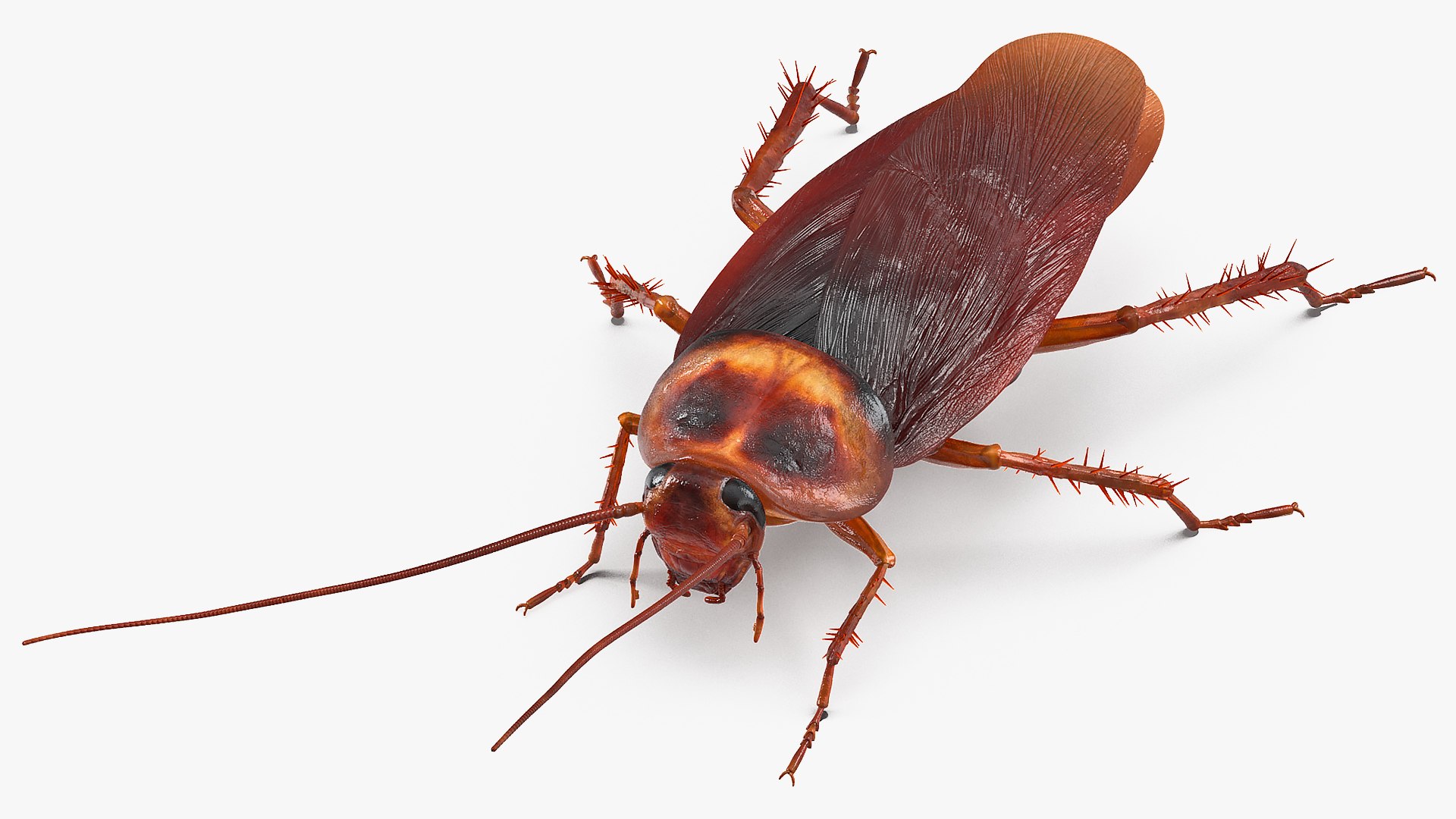 3D Animated Cockroach Creeps Rigged for Cinema 4D - TurboSquid 2102533