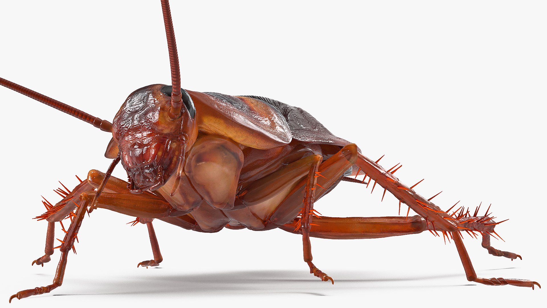 3D Animated Cockroach Creeps Rigged For Cinema 4D - TurboSquid 2102533
