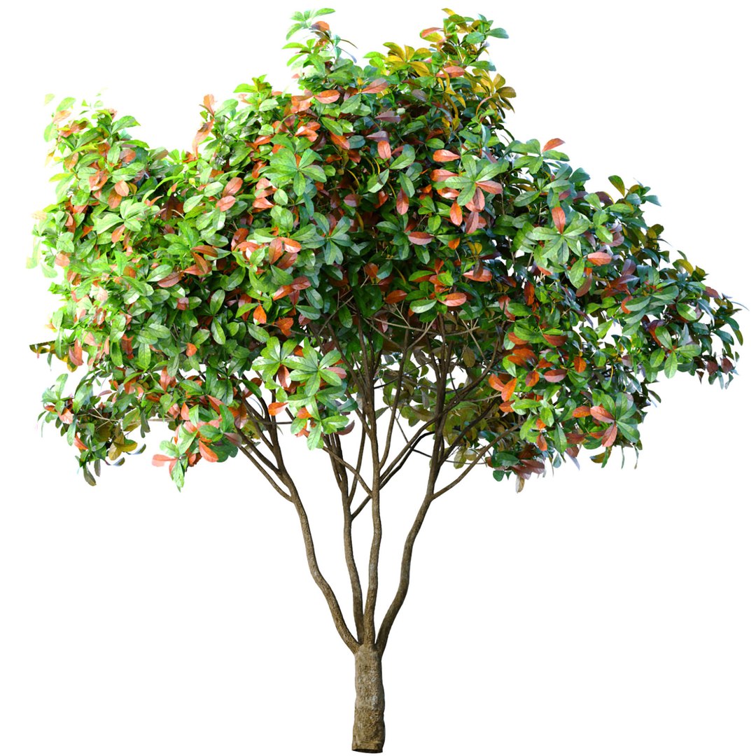 3D model Decorative Outdoor Garden Plant Tree Shrub - TurboSquid 2164553