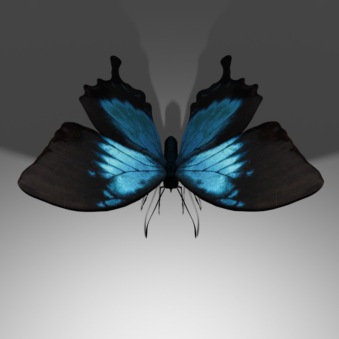 3D Model Butterfly - TurboSquid 1986786