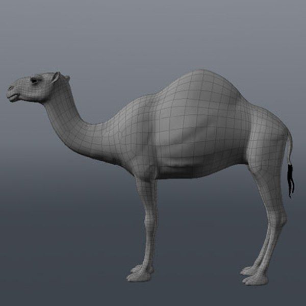 3d model african camel